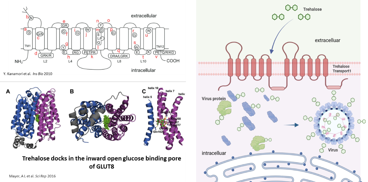 免疫所细胞工程创新团队参加中国畜牧兽医学会生物制品学分会2023年学术年会并作学术报告